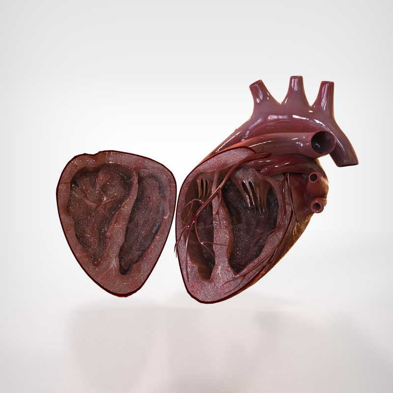 human heart anatomy 3d model