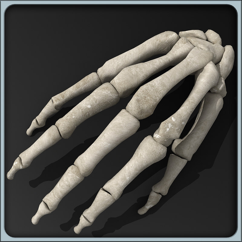 Obj Anatomical Hand Skeleton Obj Anatomical Hand Skeleton