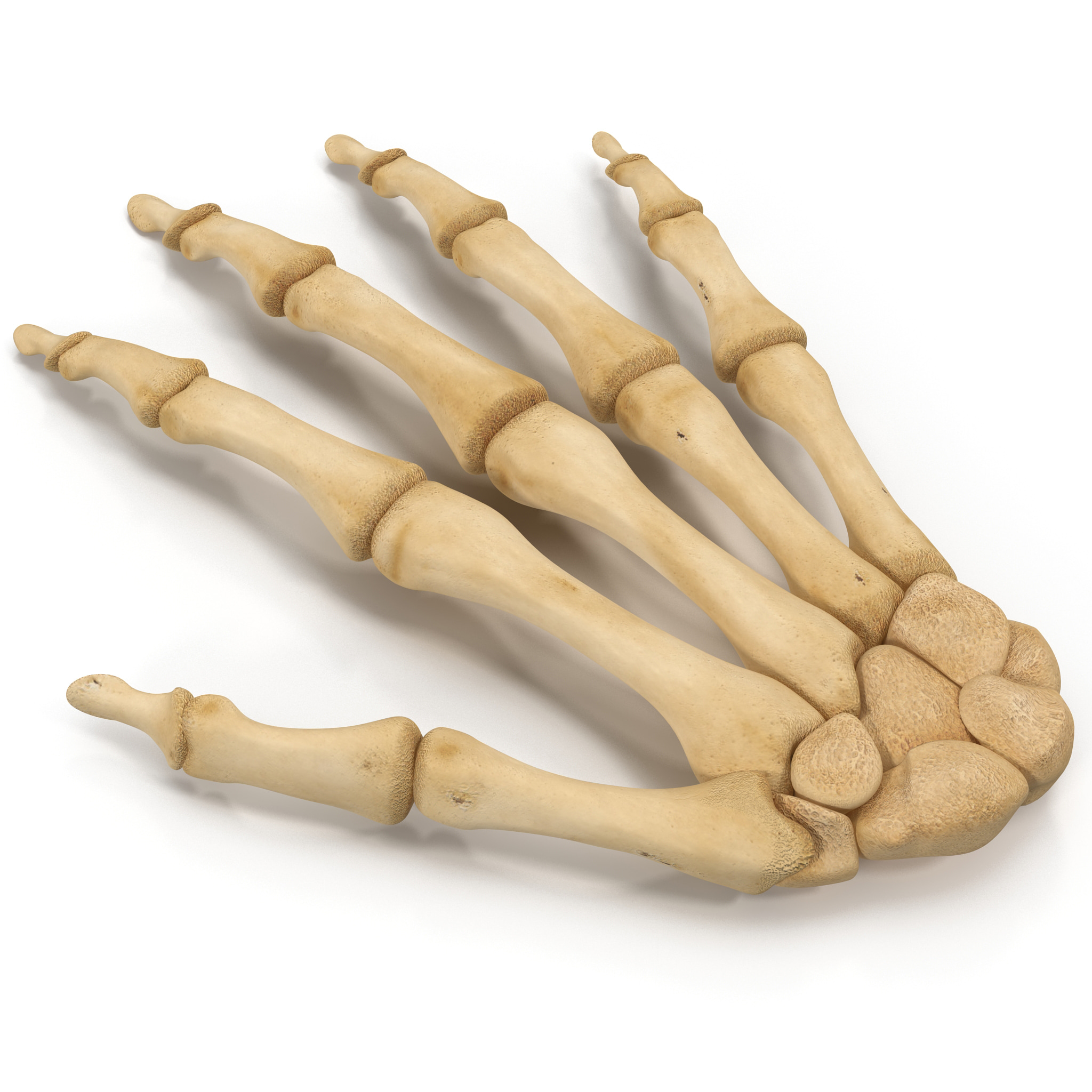 Skeleton Hand 3d 3ds Skeleton Hand 3d 3ds