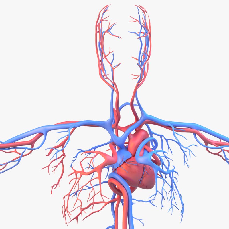 3d Model Human Anatomy Circulatory 3d Model Human Anatomy Circulatory