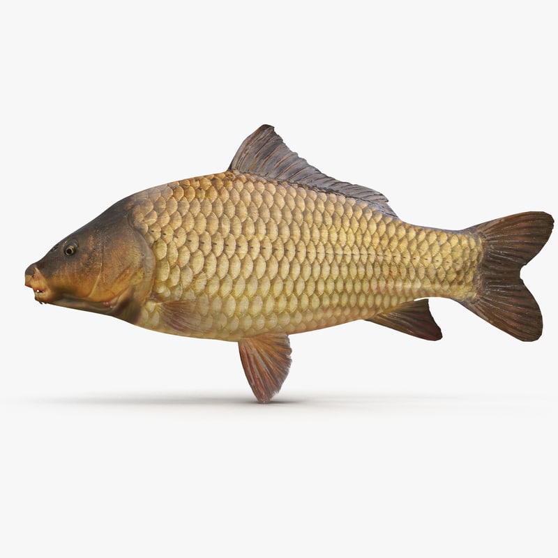 3d carp fish