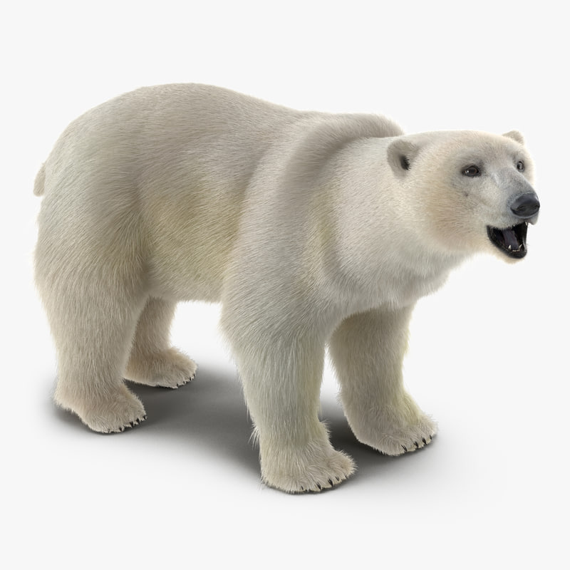 Polar Bear Fur Rigged 3d Model